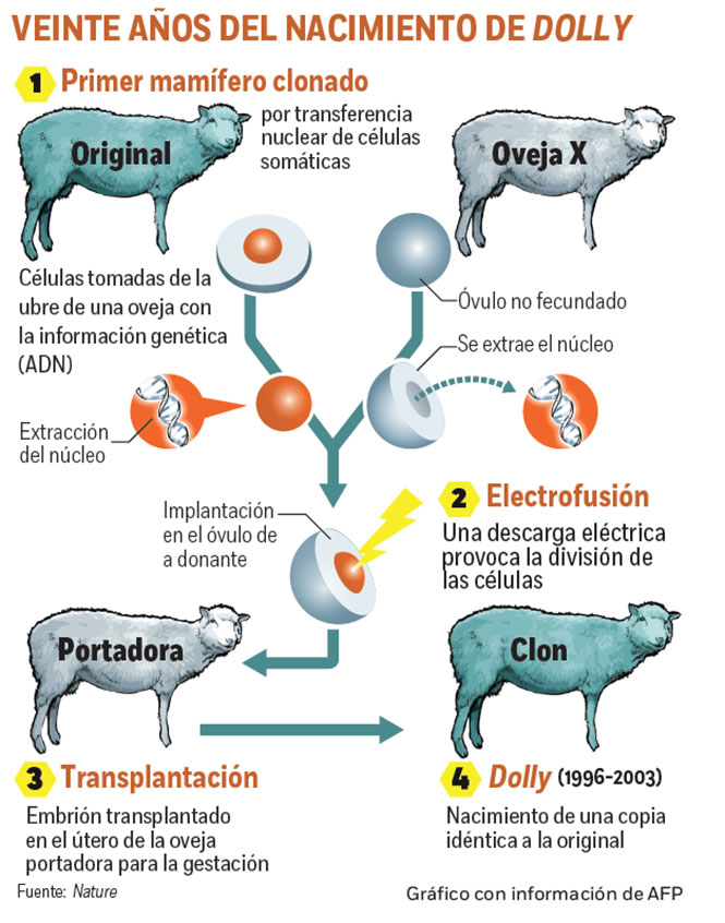 A 20 Años Del Nacimiento De La Oveja Dolly Astrolabio
